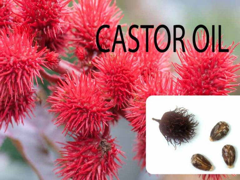 Castor Oil, Ricinus Communis - eBotaniq.au